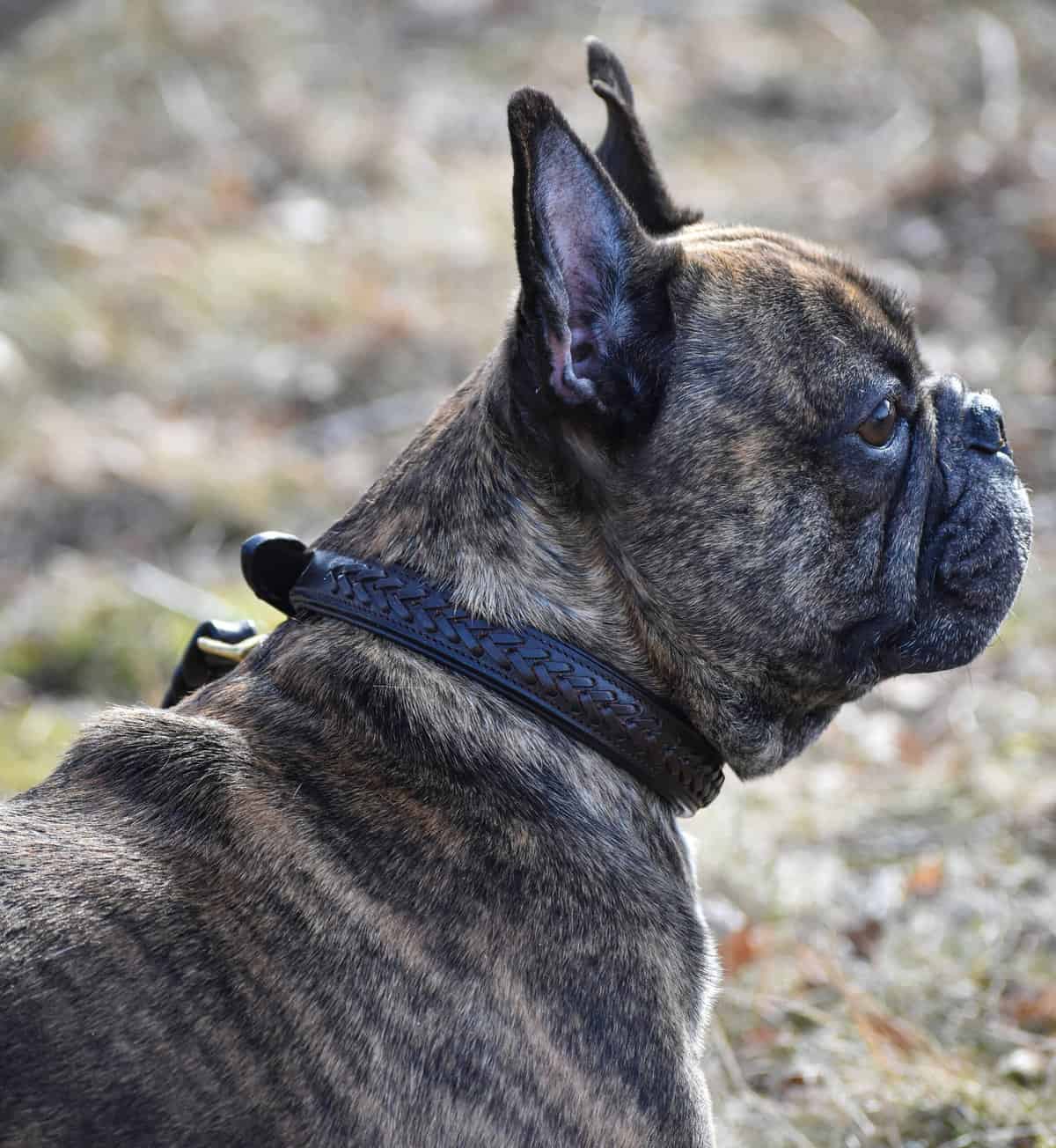 Hundhalsband och koppel med flätade detaljer i brunt läder – Eponia ...