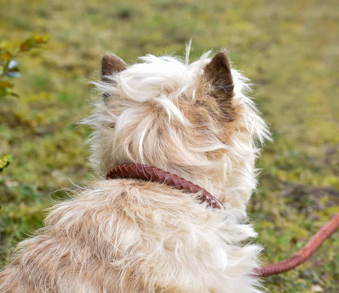 Hundhalsband i cognacfärgat rundsytt läder – Eponia Equestrian Sport