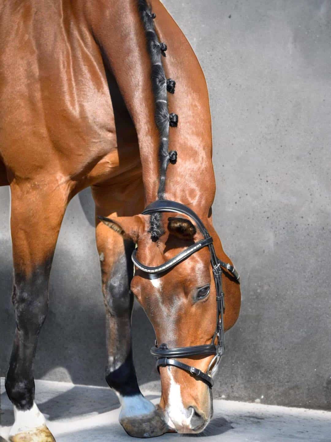 Träns med clincherpannband – Eponia Equestrian Sport