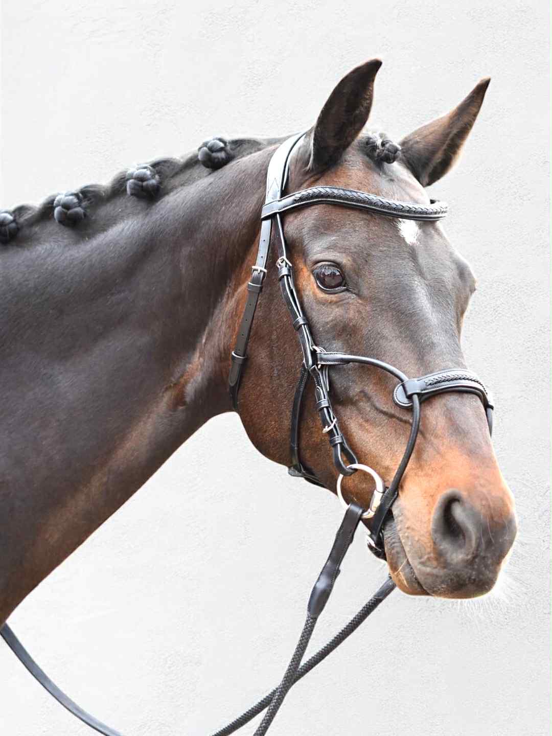 Anatomiskt huvudlag för funktionsträns – Eponia Equestrian Sport